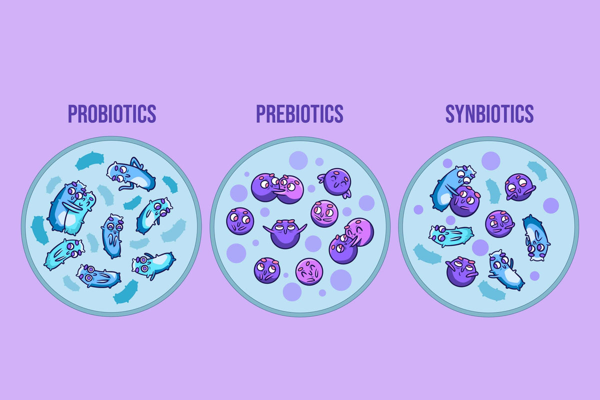 The Power of Synbiotics: Understanding Gut Health