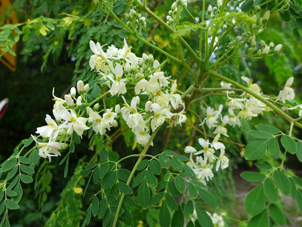 The Amazing Benefits of Moringa Tree for Your Health
